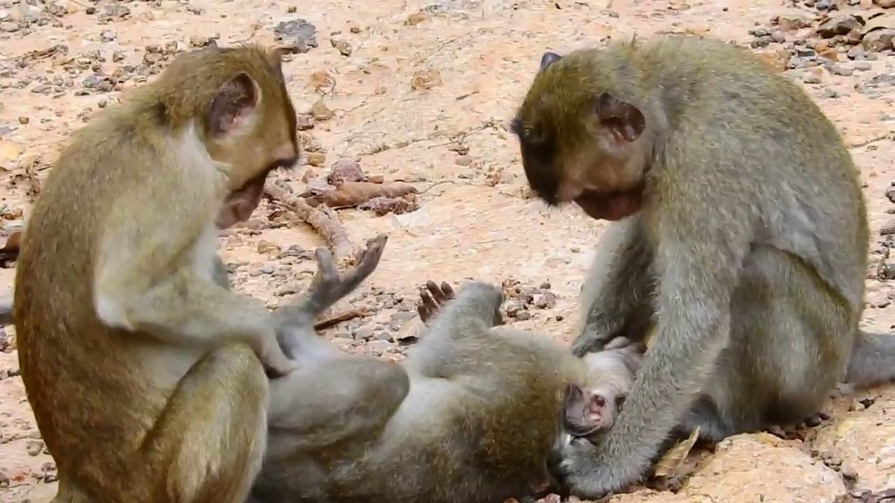 Monkeys Tear Body Nearly Detach ST1321 Mono Monkey - YouTube