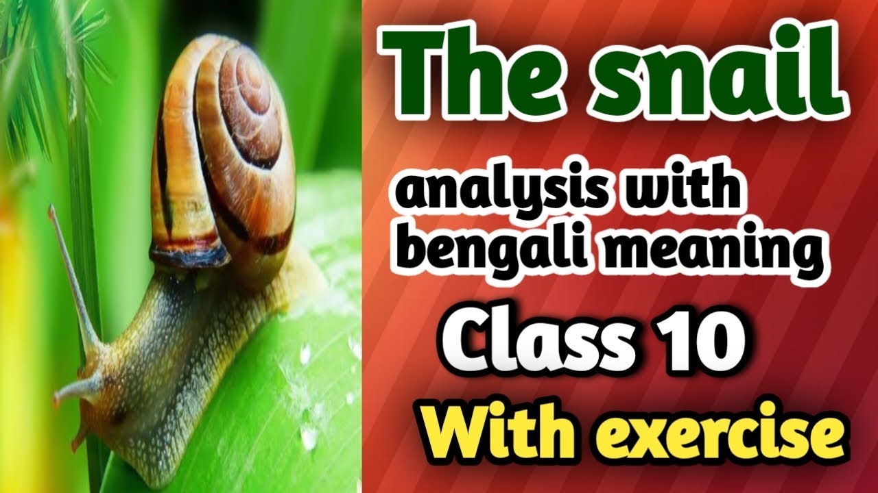 The Snail Poem Summary In Bengali | Sitedoct.org