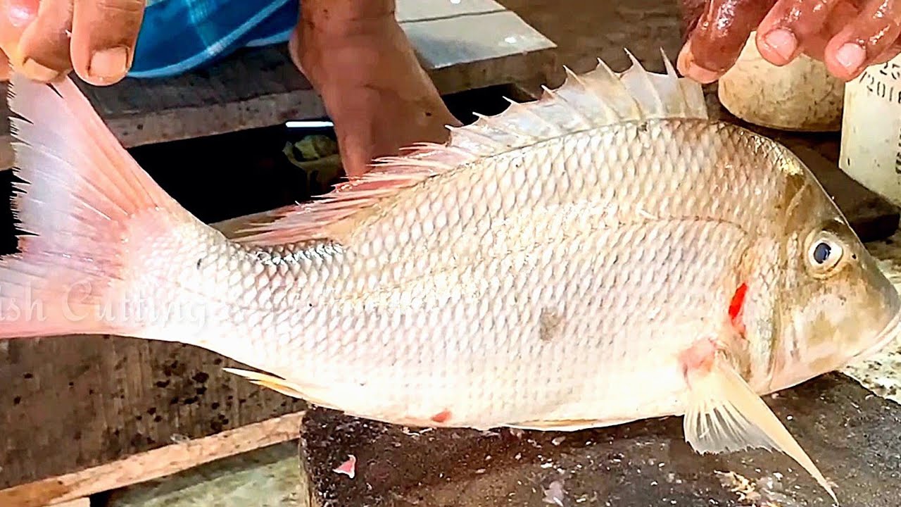 Big White Snapper Fish Beautiful Cleaning Cutting Skills | Live White ...