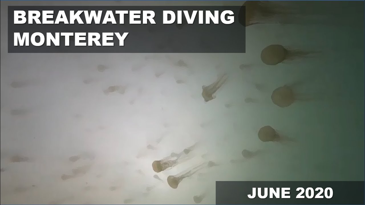 Diving, Monterey Bay, June 2020 - YouTube