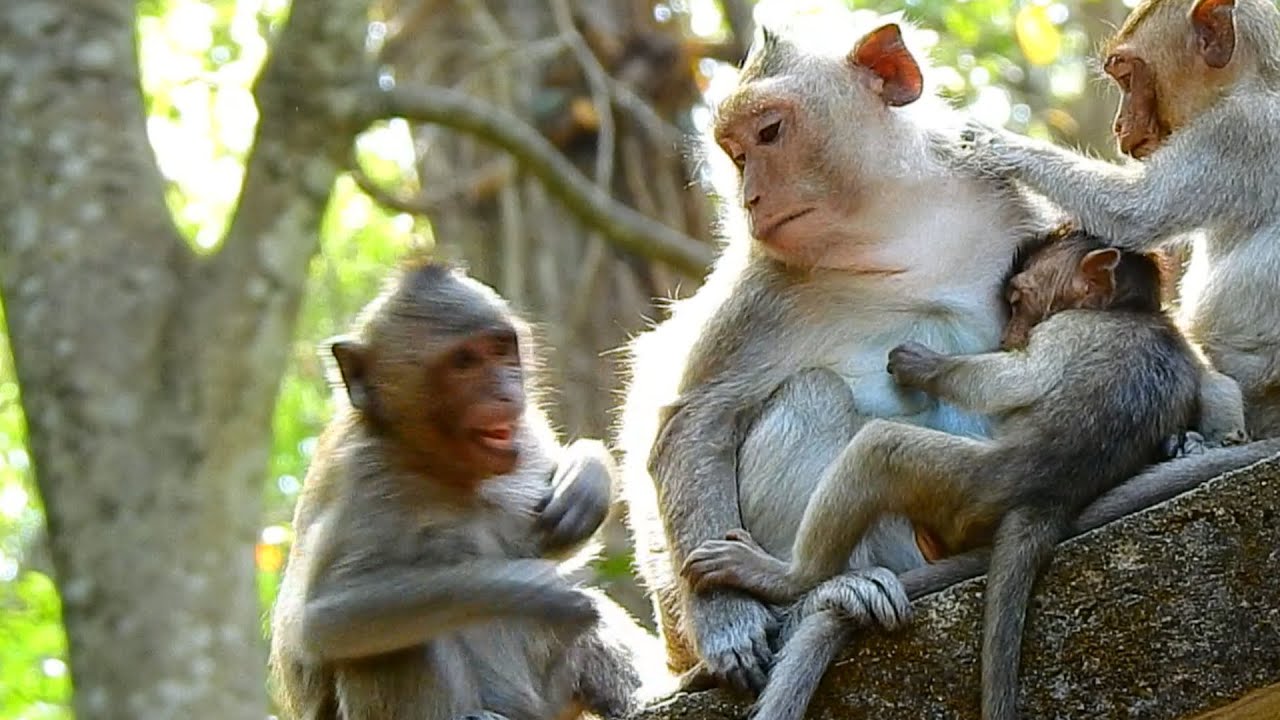 Poor baby jazzy meets Ka wiki from monkey wiki for no reason - YouTube