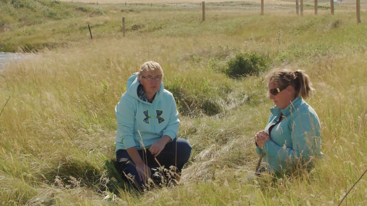 Alberta EFP Riparian Restoration Planting (how-to video) - YouTube