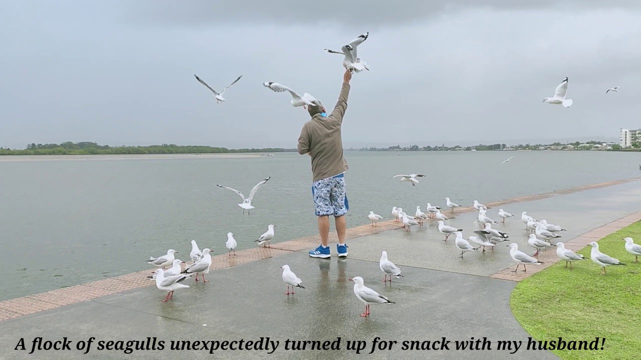 Crazy - Australian Seagulls! ( Here in Ballina Nsw. Australia! ) - YouTube