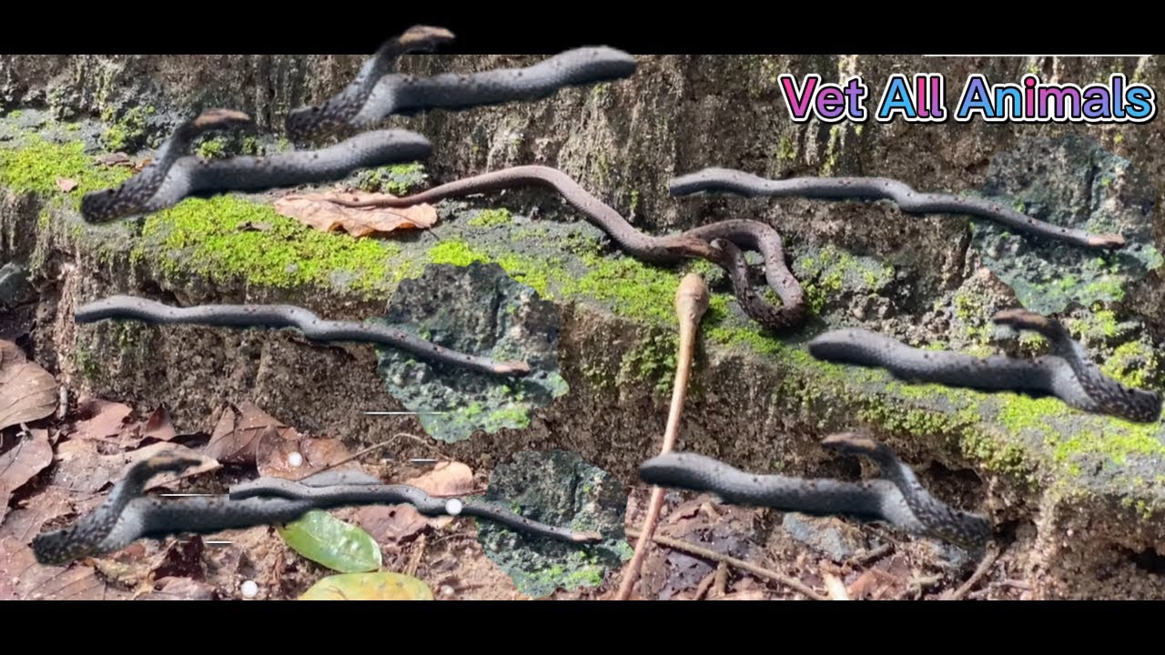 Snake In Forest so Venomous snake - YouTube