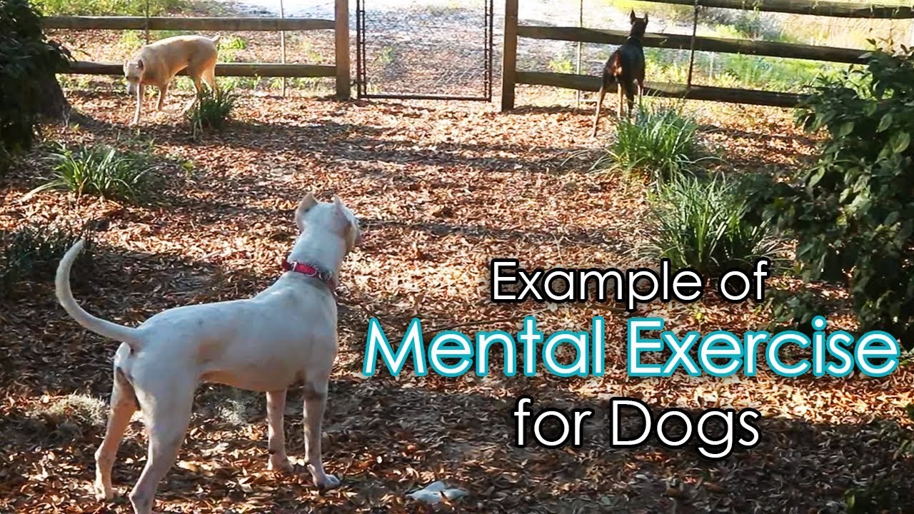 An Example of a Mental Exercise for Dogs with 4 Dobermans and 1 Dogo ...