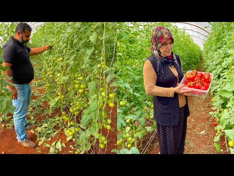 KÖYDE İNANILMAZ ❗️SERA BAHÇE EKİMİ DOMATES HASADI ~ DOĞAL YAŞAM