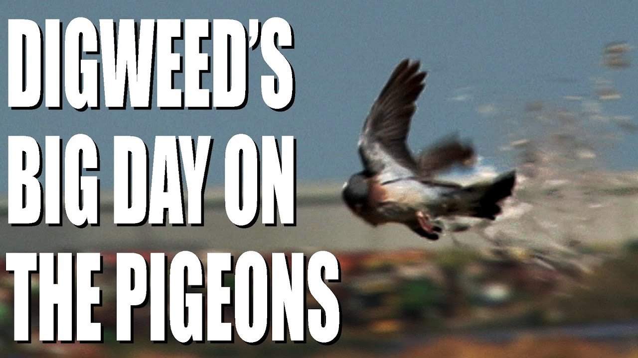 George Digweed's big day on the pigeons - YouTube