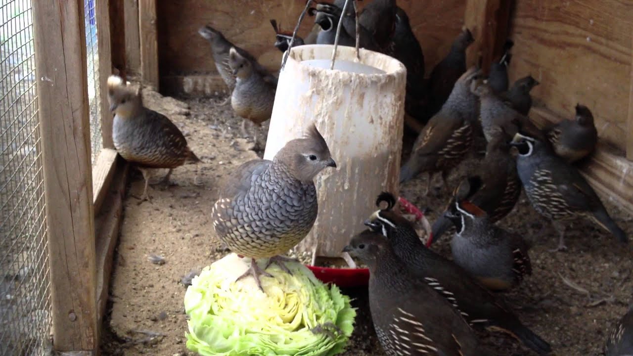 Valley, Gambel, Blue Scale Quails & Few Mix - YouTube