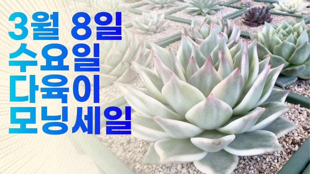 판매완료 다육이 모닝세일 L 3월 8일 가성비 추천합니다 다육이 금다육 다육이창 다육이키우기 다육 다육식물