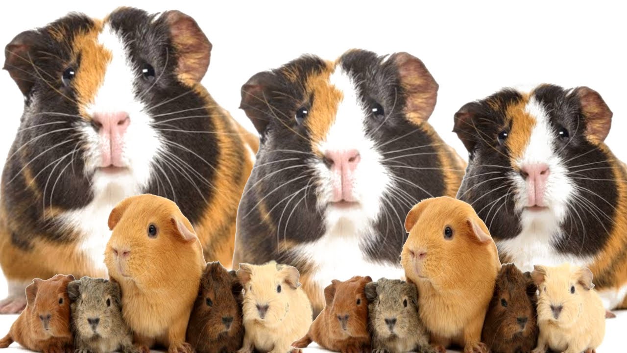 Hewan lucu,09 Marmut lucu, Marmut Hias,Guinea pig ,Hewan Peliharan ...