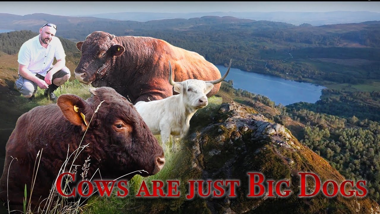 Why cows are great - YouTube