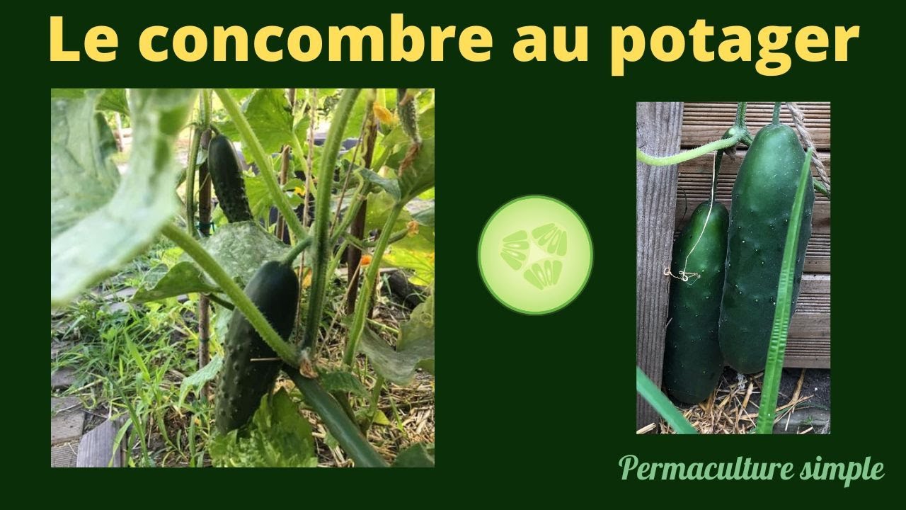 Concombre : cultiver l'abondance de A à Z 🥒#permaculture #potager # ...