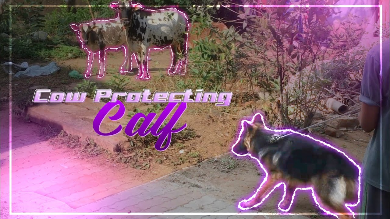 Mother cow protecting calf from attacking German shepherd dog 🐕# ...