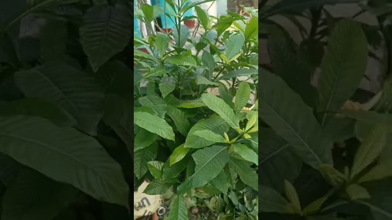 Fulo ka bagicha || Flowers video || efet video only music || Short ...