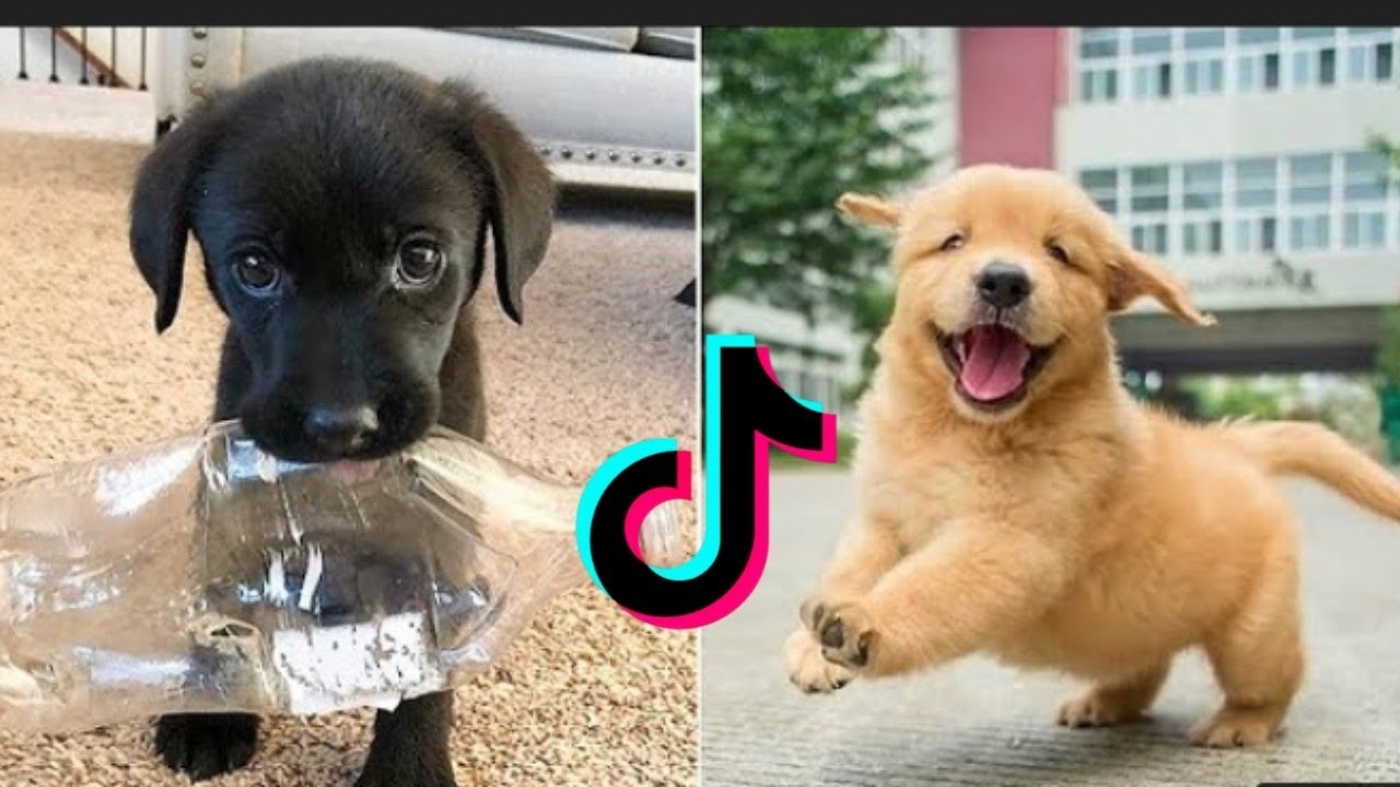 The Best Dog Videos! 🐶 Funniest & Cutest PUPPY Videos 2022 😂 - YouTube