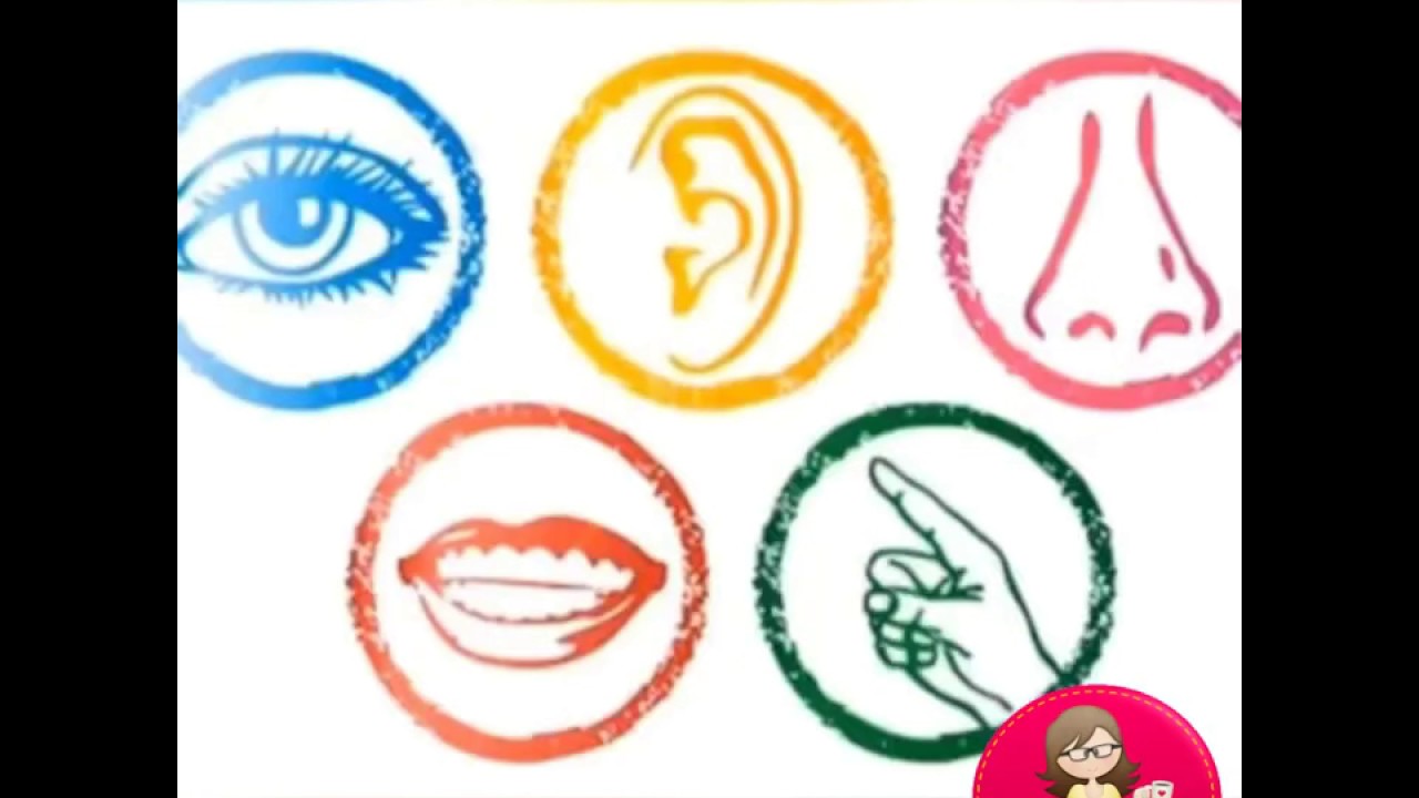 Los Cinco Sentidos Para Niños y Sus Funciones / Niños Educando - YouTube