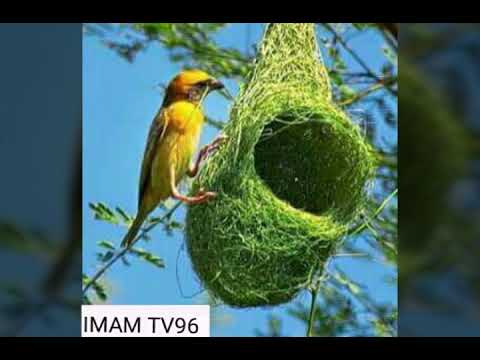 খড় কুটার এক বাসা বাধলাম বাবুই পাখির মথন, মনির খানের বাংলা পুরানো গান,   IMAM TV96