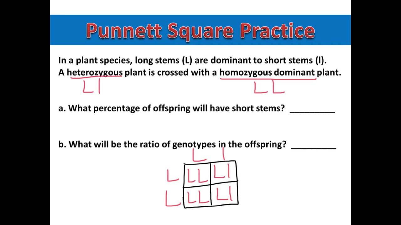 Punnett Square Homework #2 - YouTube