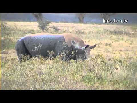 Safari in Afrika Tiere in freier Wildbahn