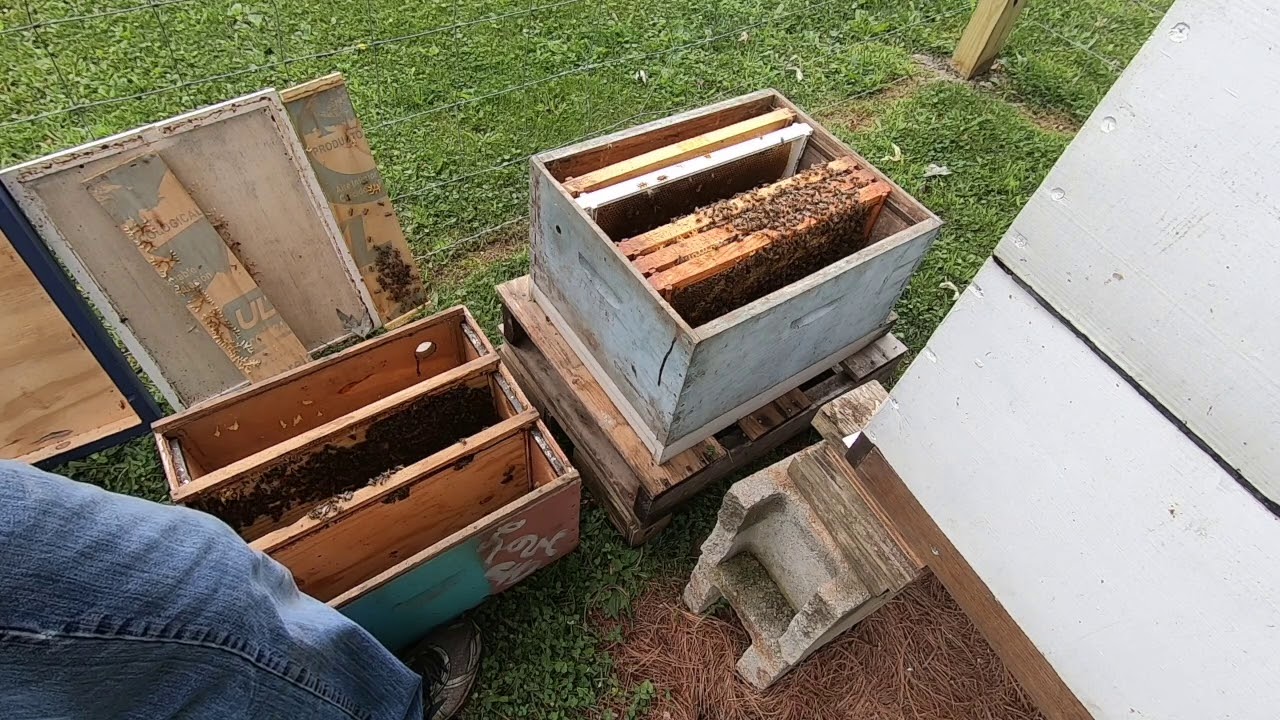 Honey Bee Splits and Checking Supers - YouTube
