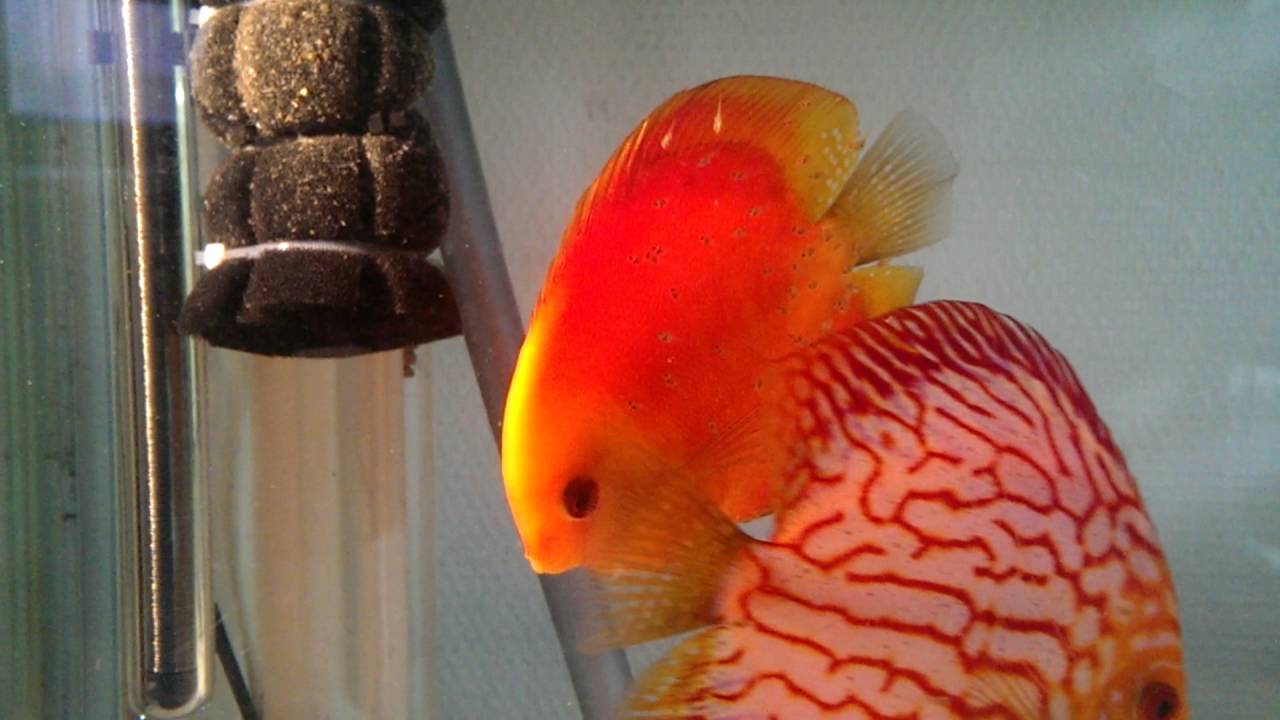 Discus breeding day 9 - YouTube