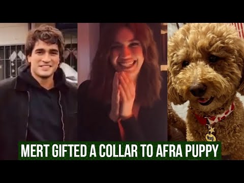 Mert Ramazan Demir Beautiful Gift for Puppy Naggi of Afra Saraçoğlu ...