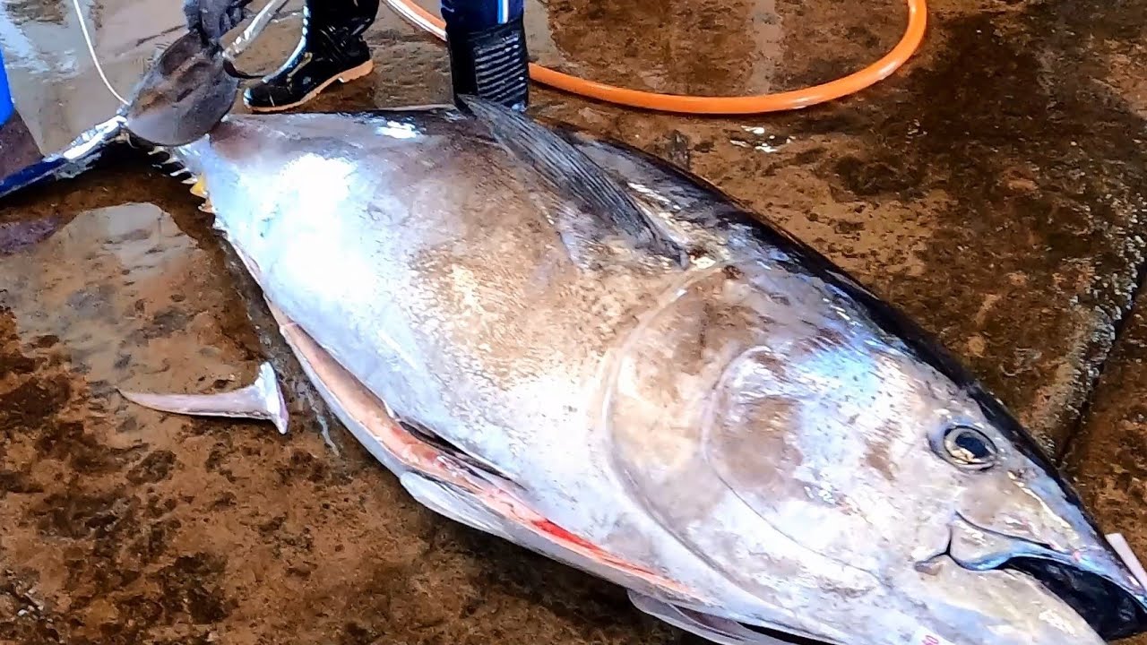 Extremely Gorgeous Giant Bluefin Tuna Super Cutting Skill - YouTube
