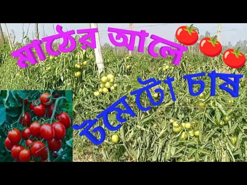 ###মাঠের আলে টমেটো চাষ//Mather ala tomato chas### - YouTube