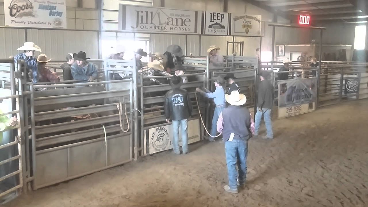 Miniature saddle bronk riding - YouTube