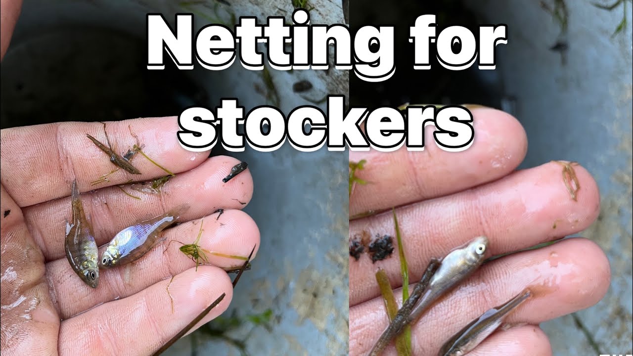Netting fish in the creek - YouTube