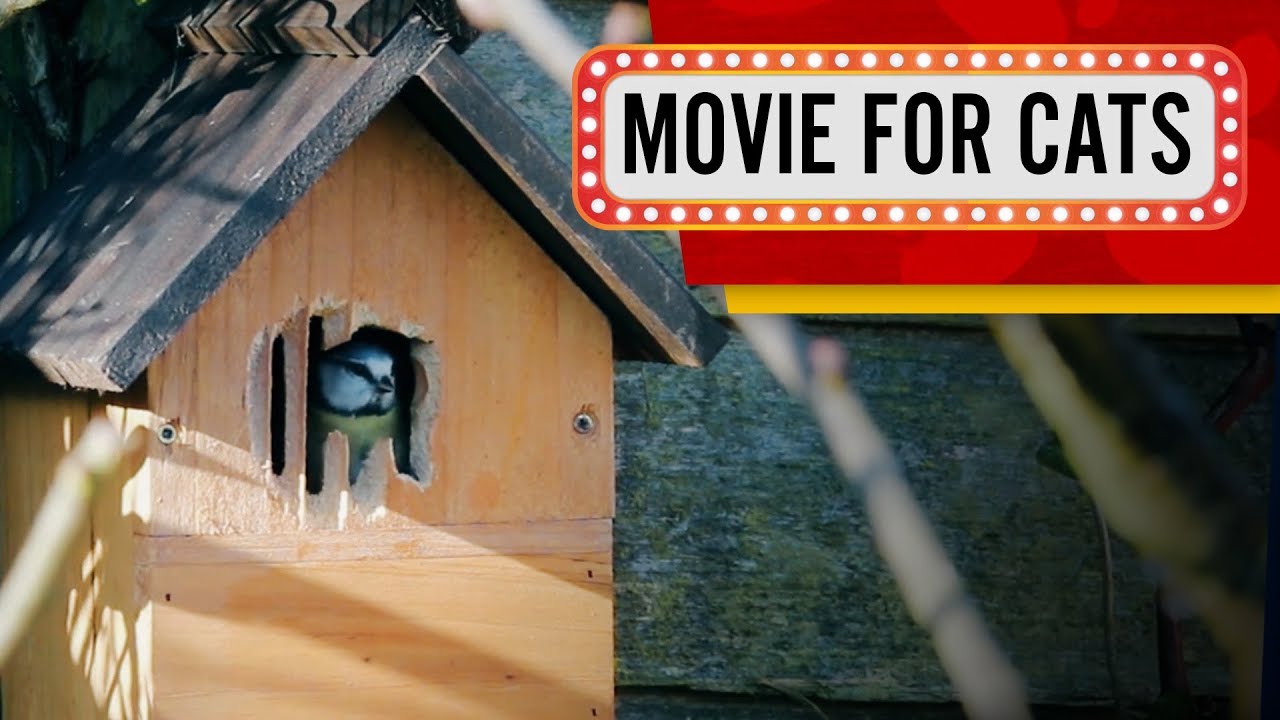 Bird in Bird house 🐦 (Movie for cats) - YouTube