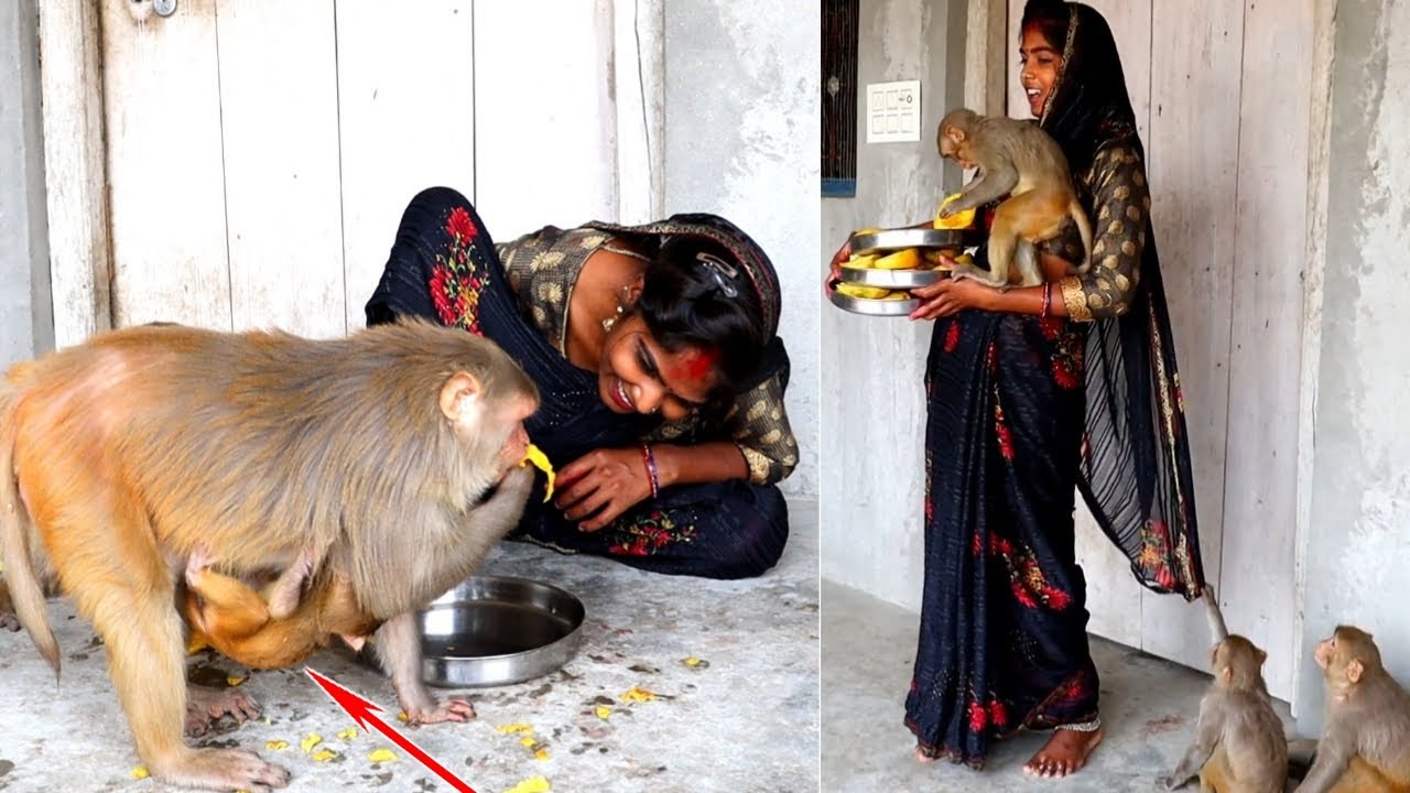 बज़रंगी अब हमसे बातें करने लगा है🐒🐒🤣🤣| Vanar Sena Funny Mango Party ...