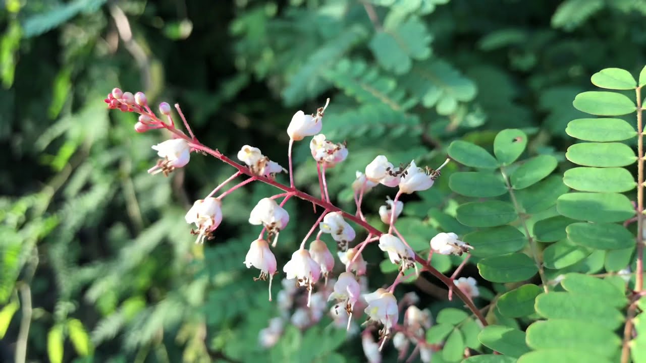 WILD LEGUME tree BLOSSOMS - GORGEOUS. By Dr Purna Sreeramaneni # ...