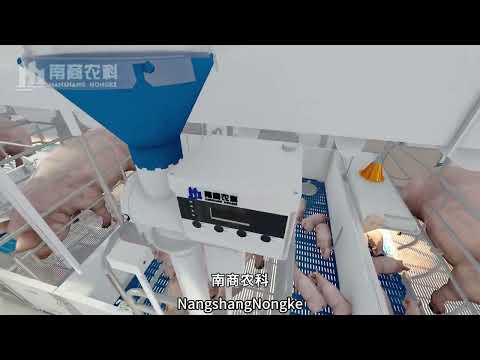 How to raise lactating sows? #breeding   #feeding #trough  #feeder #hograising #pigbreeding  #pig