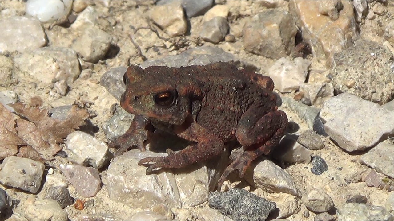 Un petit crapaud - YouTube