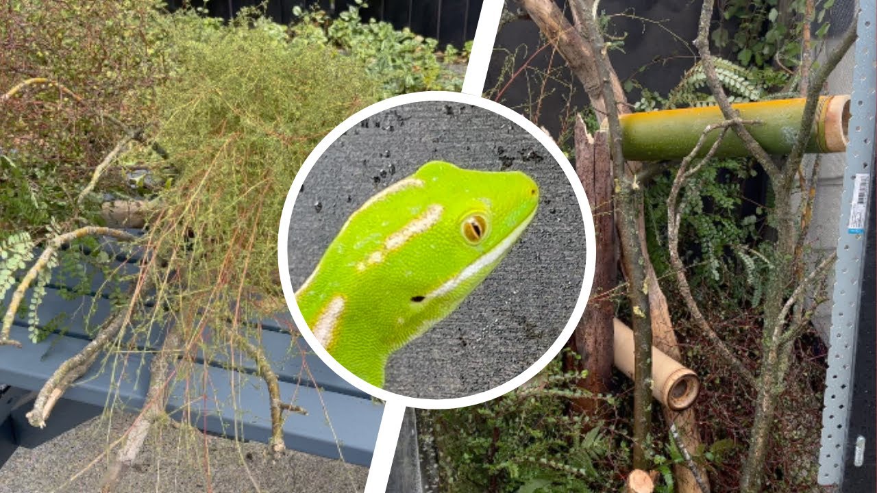 How to Build the Ultimate Outdoor Gecko Habitat: New Zealand Green ...