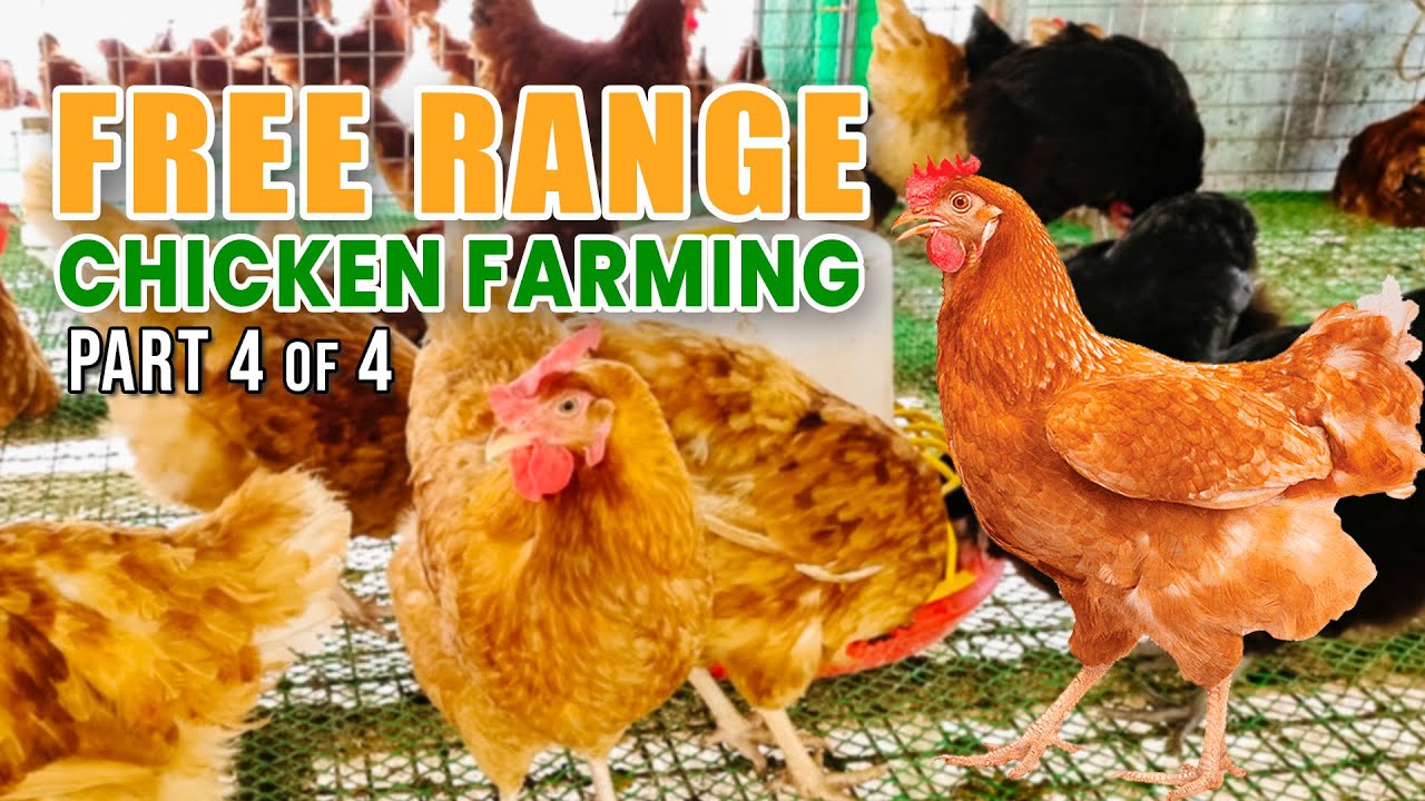 BEST FREE RANGE CHICKEN FARMING: FORMER OFW SHARES HIS PASSION AND ...