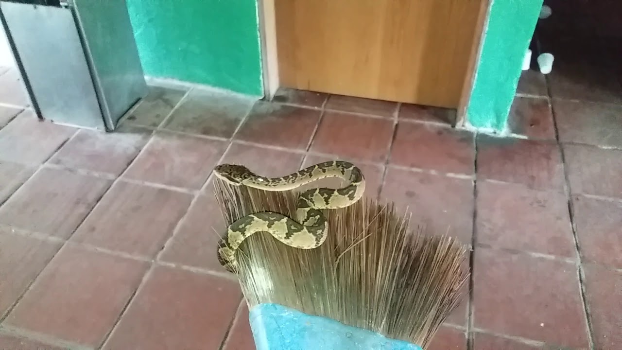 PARTE 1- BRIGADA AMBIENTAL DE CAMARAGIBE. FILHOTE DE SURUCUCU PICO DE ...