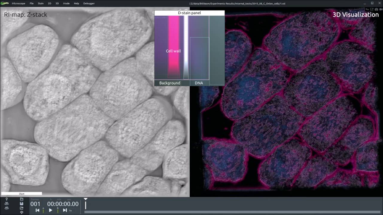 3D Onion cells mitosis - YouTube