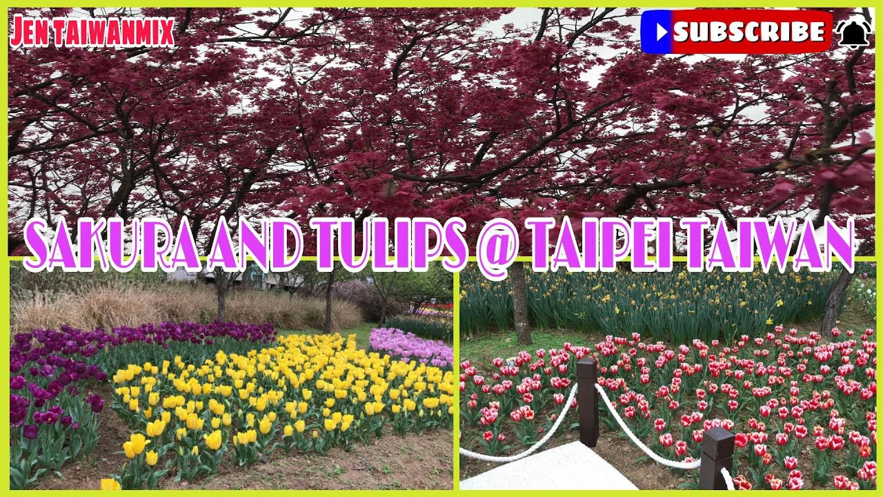 Sakura and Tulips FLORICULTURE EXPERIMENT CENTER - YouTube