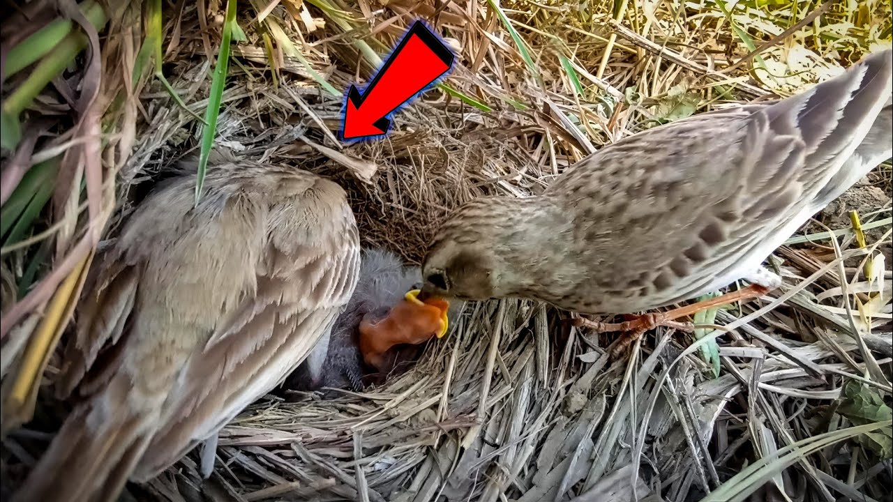 Pipit bird is doing something to the baby @BirdsofNature107 - YouTube