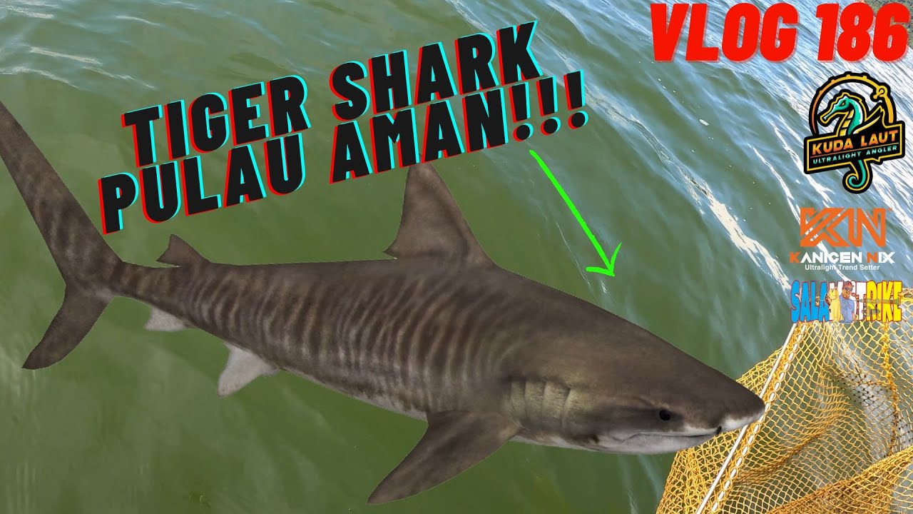 VLOG 186 | TIGER SHARK PULAU AMAN | PULAU AMAN ADA TIGER SHARK - YouTube