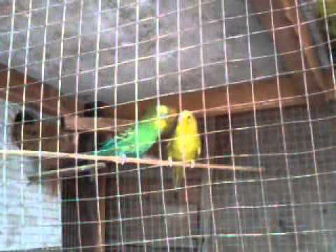 parakeets mating ritual - YouTube