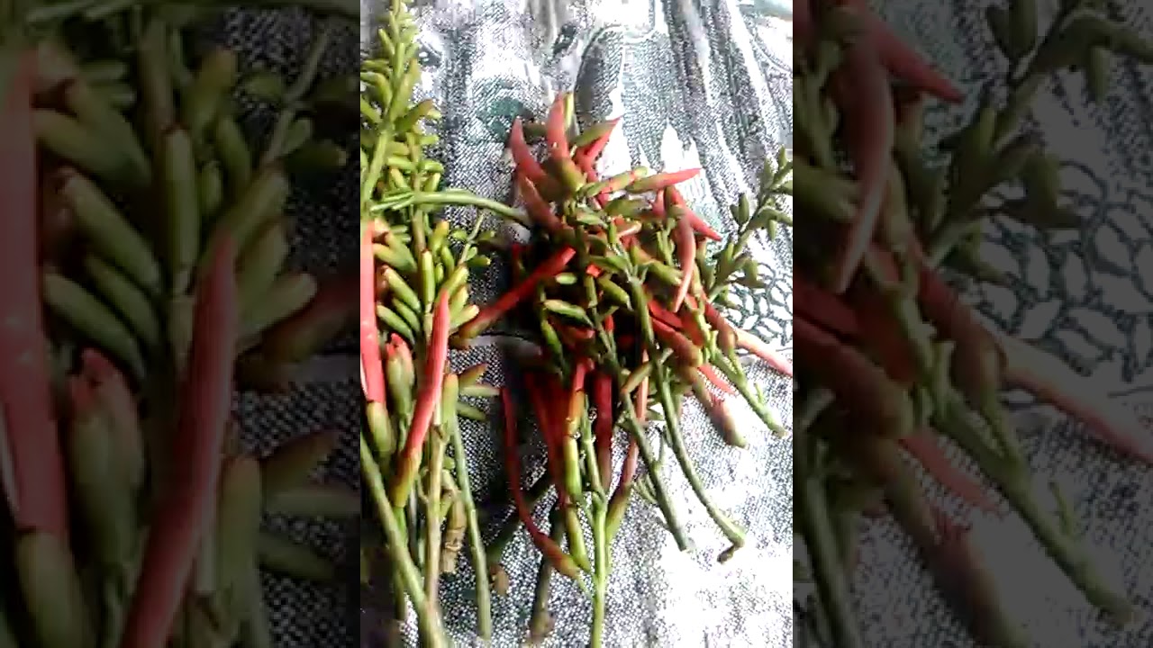 Pitos (Erythrina berteroana) - YouTube