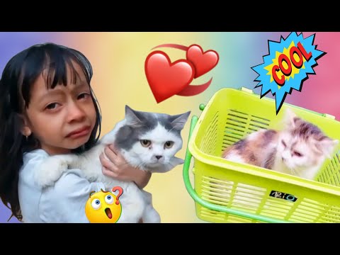 Muka'Nya Kok Gitu! 😱😀 Akhirnya Kucing Milo Bertemu JODOHNYA ❤ Vlog Risya 😄