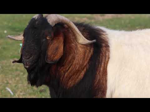 Boer Goats | Quality Meat Producers