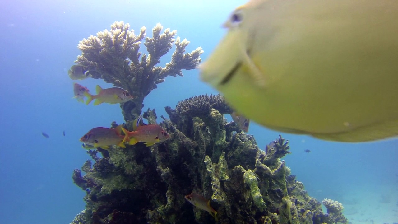 Coral Reef Screensaver 4 HD - YouTube