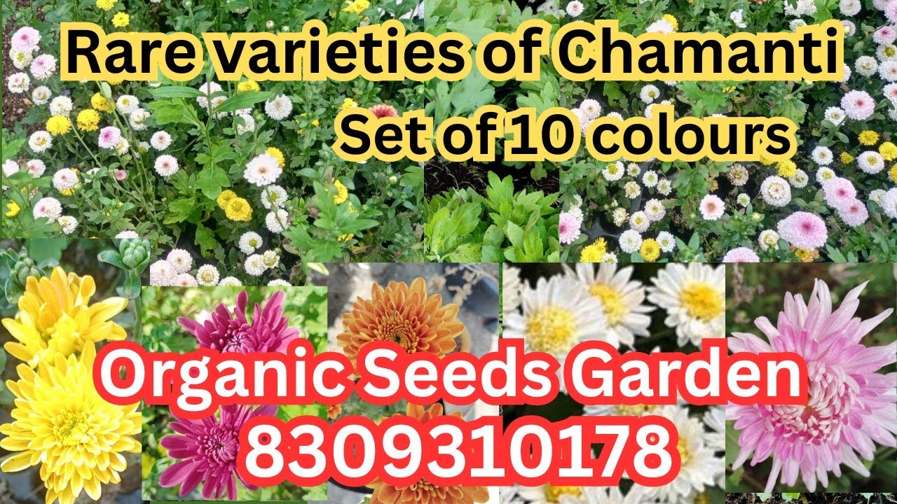 Rare varieties of Chamanti saplings available|Organic Seeds Garden ...