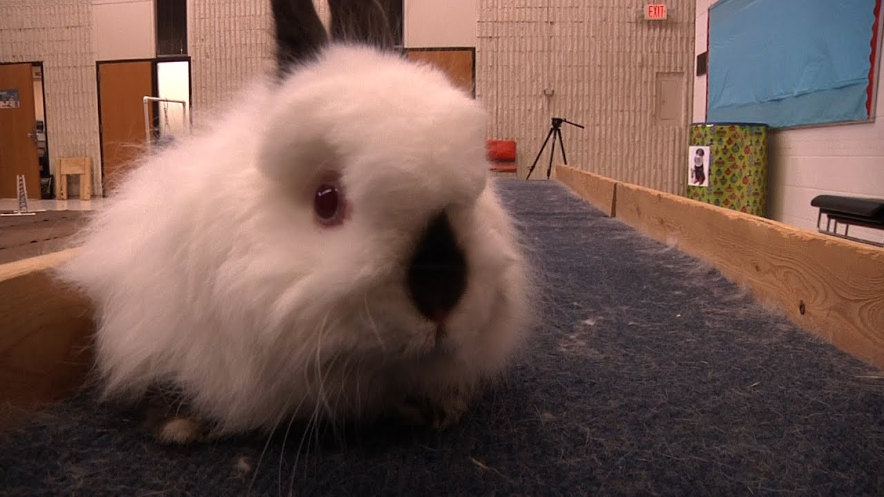 My Little Olympian - Cute Bunny Obstacle Course Video - YouTube