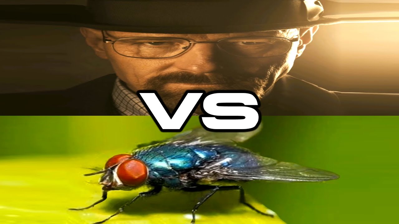 Walter White vs Fly - YouTube
